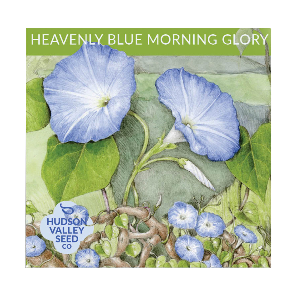 Hudson Valley Seed Company Morning Glory – OLANA MUSEUM STORE